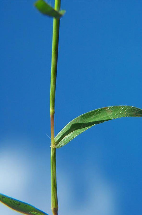 Hilo Grass
